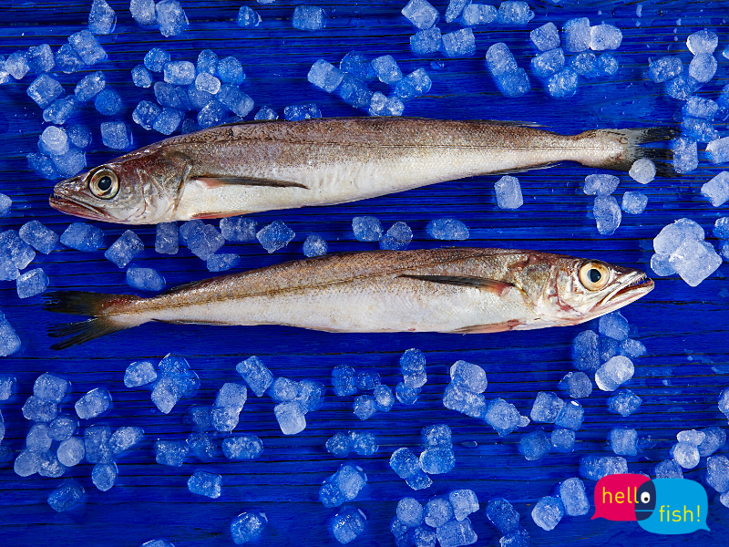 molti-nomi-un-solo-pesce-il-merluzzo-o-nasello-hellofish